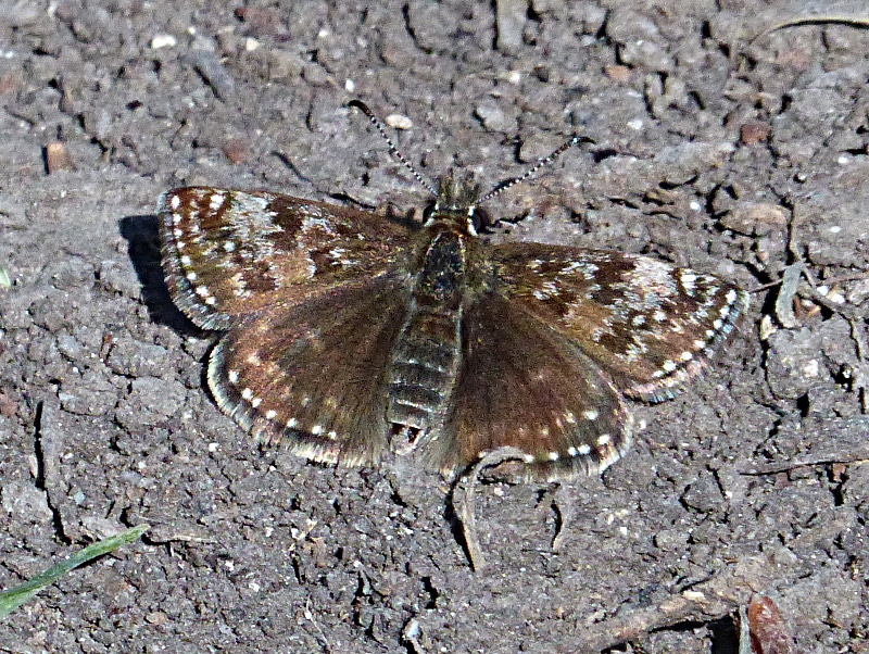 Dingy Skipper